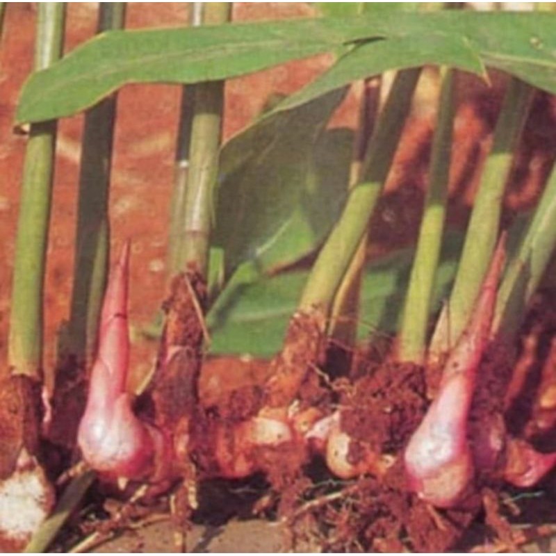 Jual Pohon Lengkuas Merah Tanaman Herbal Bibit Pohon Lengkoas Merah ...