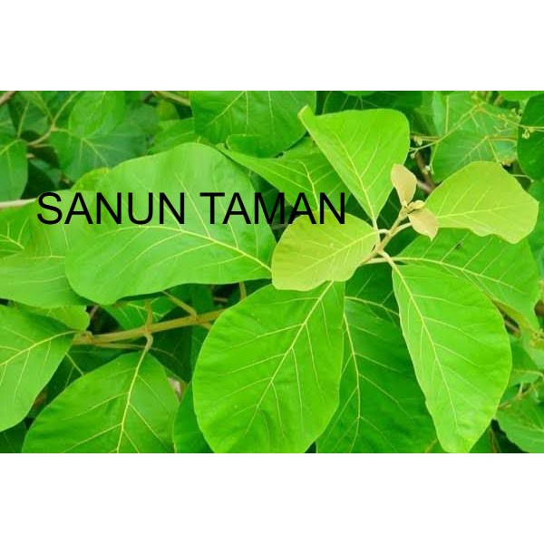 Jual Daun jati muda segar untuk obat per 10lembar | Shopee Indonesia