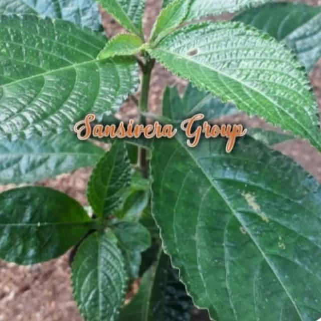 Jual Tanaman keji beling / pecah beling/bibit tanaman hias peecah ...