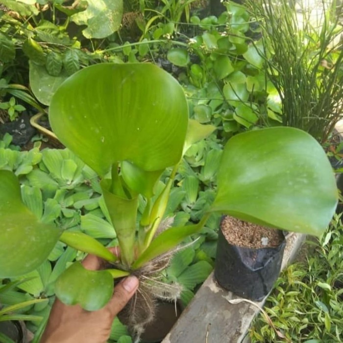 Jual Tanaman eceng gondok/ tanaman air | Shopee Indonesia
