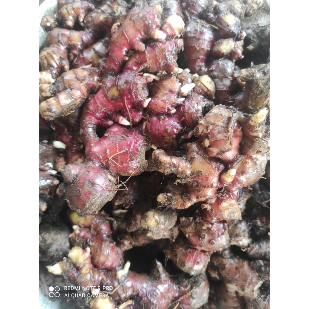 Jual Jahe Merah/Red Ginger Size Mix 1KG | Shopee Indonesia