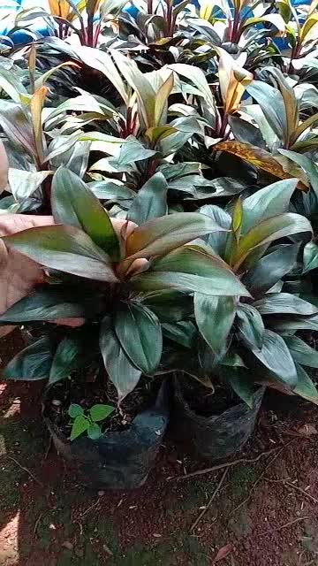 Jual Tanaman hias hanjuang merah mini andong kemoceng mini | Shopee ...