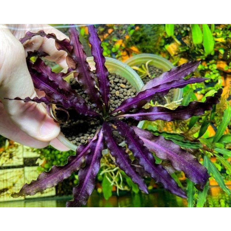 Jual Aponogeton sp purple 10 pcs | Shopee Indonesia