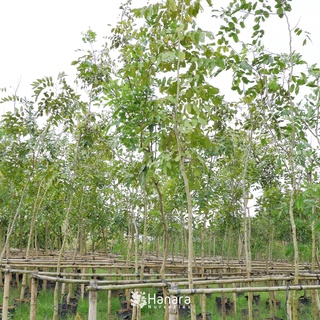 Jual Cassia fistula - Tengguli - pohon instan/instant tree | Shopee ...