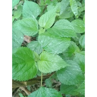 Jual Promo daun pulus.daun Jelatang.gatal segar 500gram | Shopee Indonesia