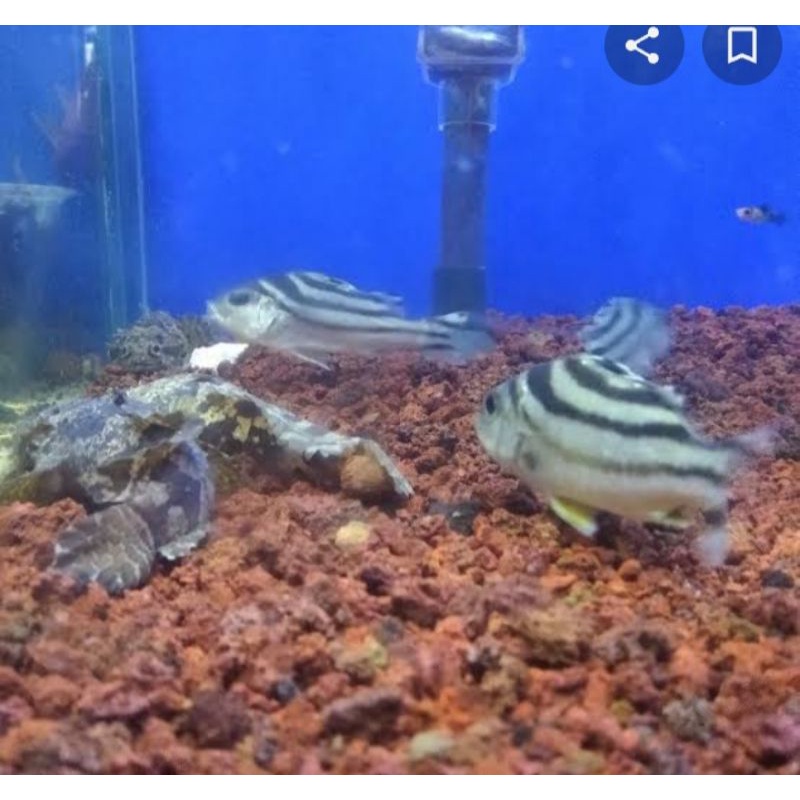 Ikan Kerong Kerong - Perumperindo.co.id