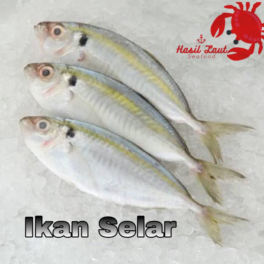 Jual Ikan Selar Kecil 1 Pack 500 Gram | Shopee Indonesia