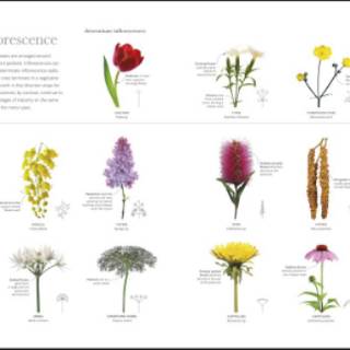 Jual DK - FLORA INSIDE THE SECRET WORLD OF PLANTS | Shopee Indonesia