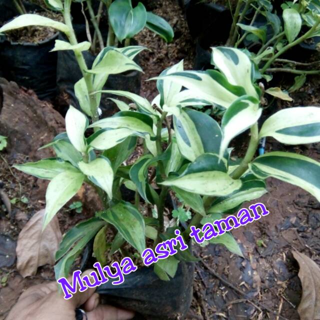 Jual Tanaman hias pacing pentul varigata, pohon pacing pentul varigata ...