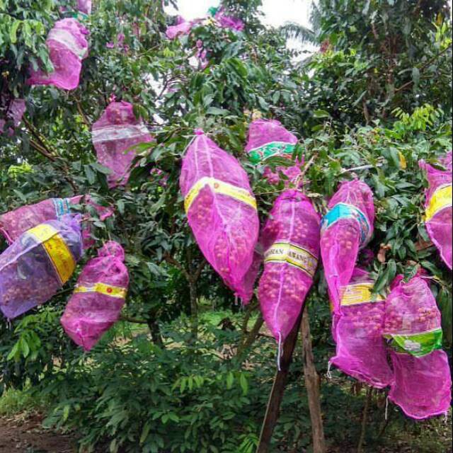 Jual Jaring Brongsong Buah Isi 10 Waring Karung Kapasitas 20 kg ...