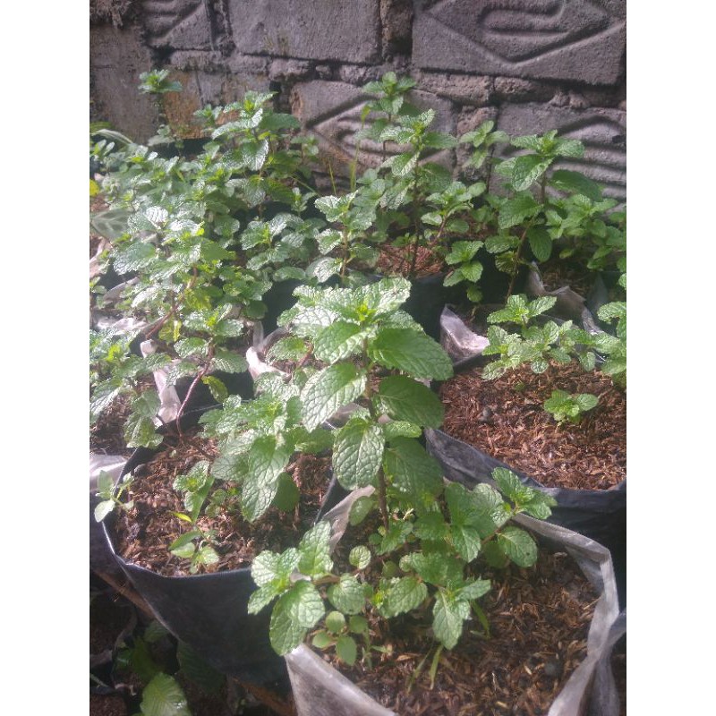 Jual tanaman herbal daun mint (menthol) | Shopee Indonesia