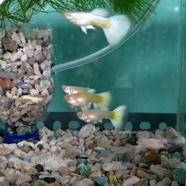Jual Guppy Albino Platinum | Shopee Indonesia