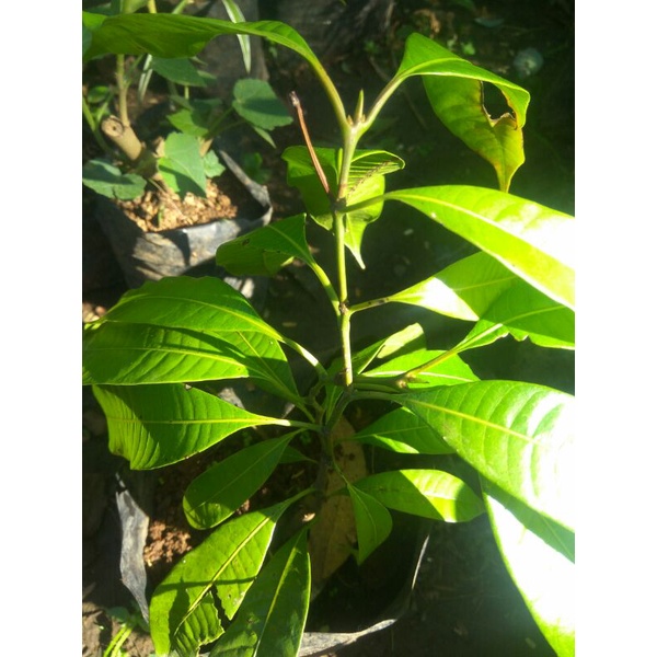 Jual Bibit pohon Gandaria Tanaman Buah Jatake Langka | Shopee Indonesia