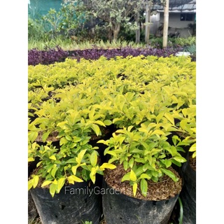 Jual Tanaman Hias Penitian / Pangkas Kuning / Pagar Hidup | Shopee ...