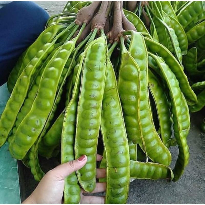 Jual Bibit Pete| Petai okulasi siap tanam | Shopee Indonesia
