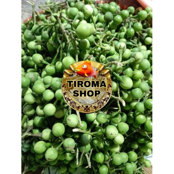 Jual rimbang 250g | Shopee Indonesia