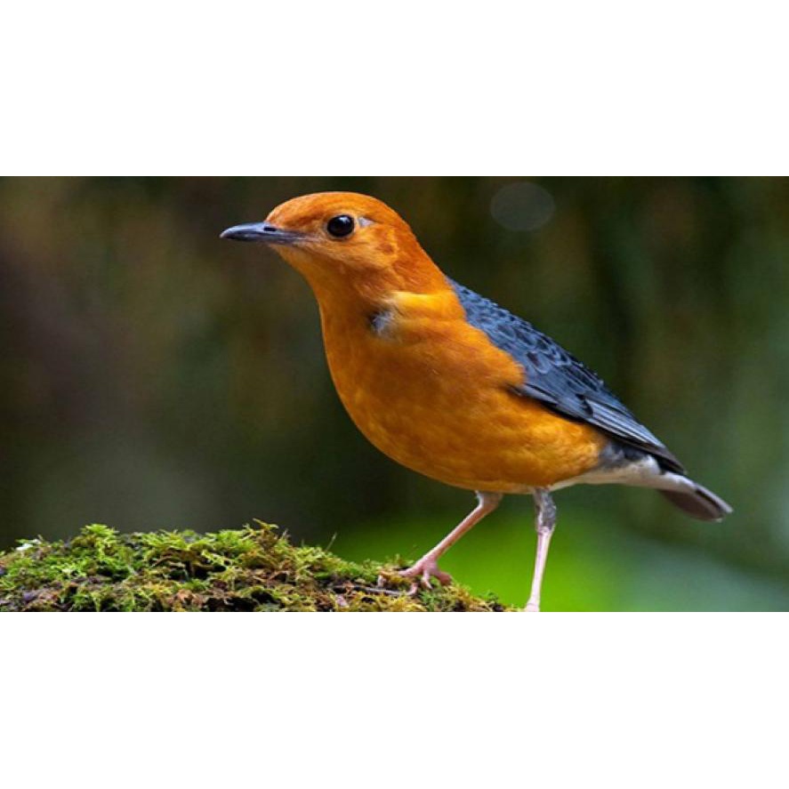 Harga anis merah macetan Terbaru Agt 2024 |BigGo Indonesia