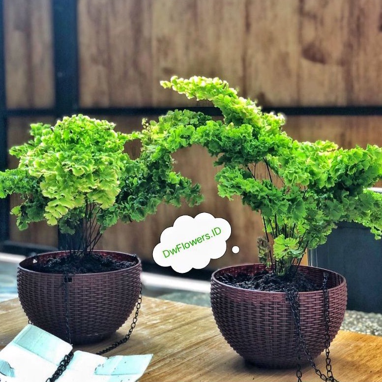 Jual NEW Tanaman Hias Suplir Kriwil Rimbun - Tanaman Hidup Suplier ...