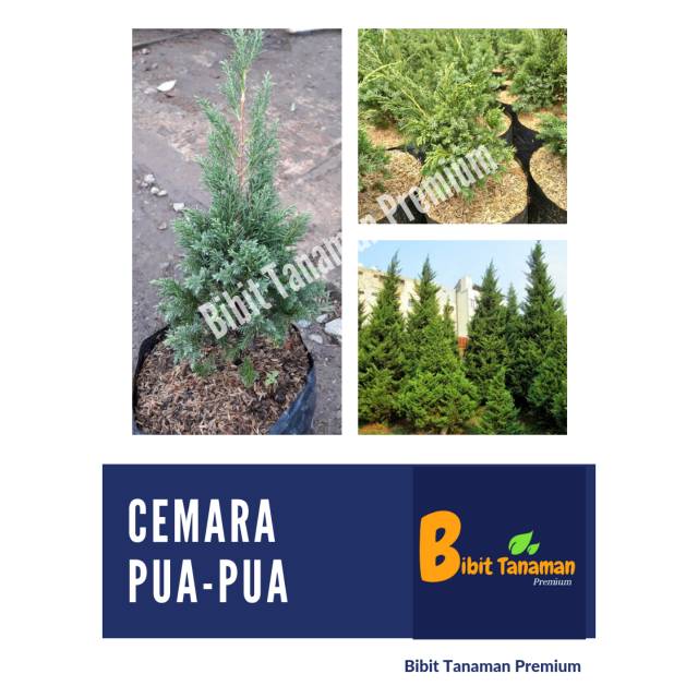 Jual BIBIT CEMARA PUA-PUA/CEMARA PAPUA (BIBIT TANAMAN PREMIUM) | Shopee ...