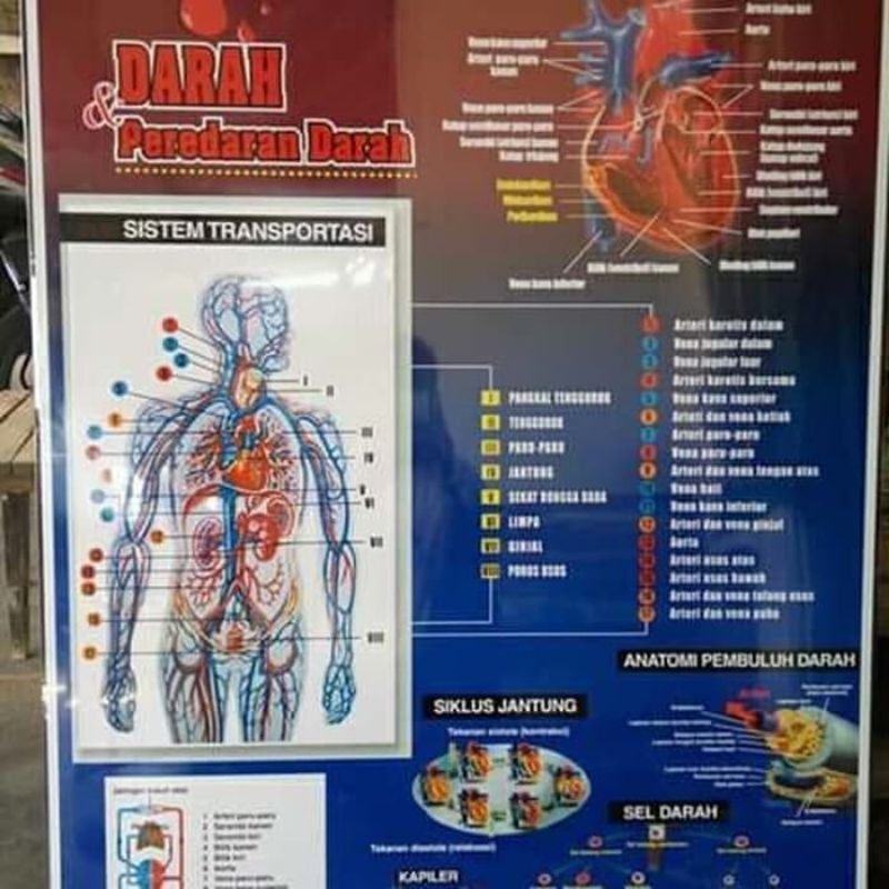 Jual GAMBAR POSTER MODEL PEREDARAN DARAH MANUSIA CARTA PEREDARARAN ...