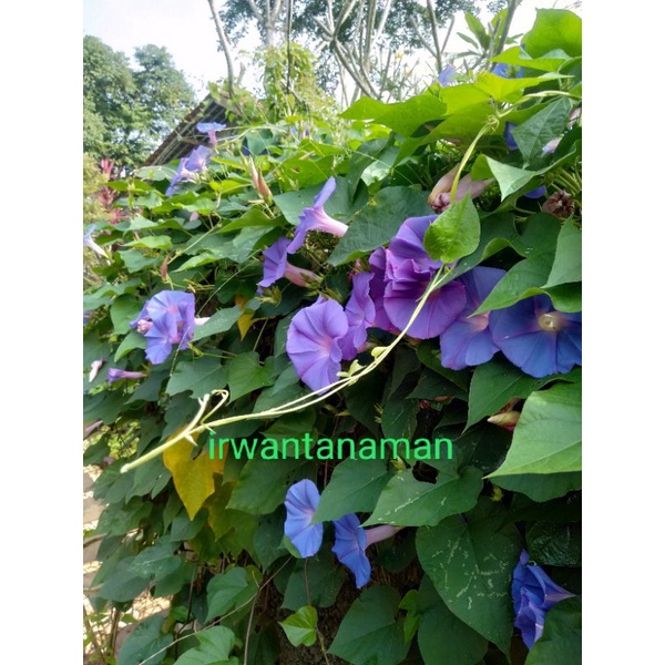 Jual Tanaman hias rambat morning glory - morning glory Indonesia|Shopee ...