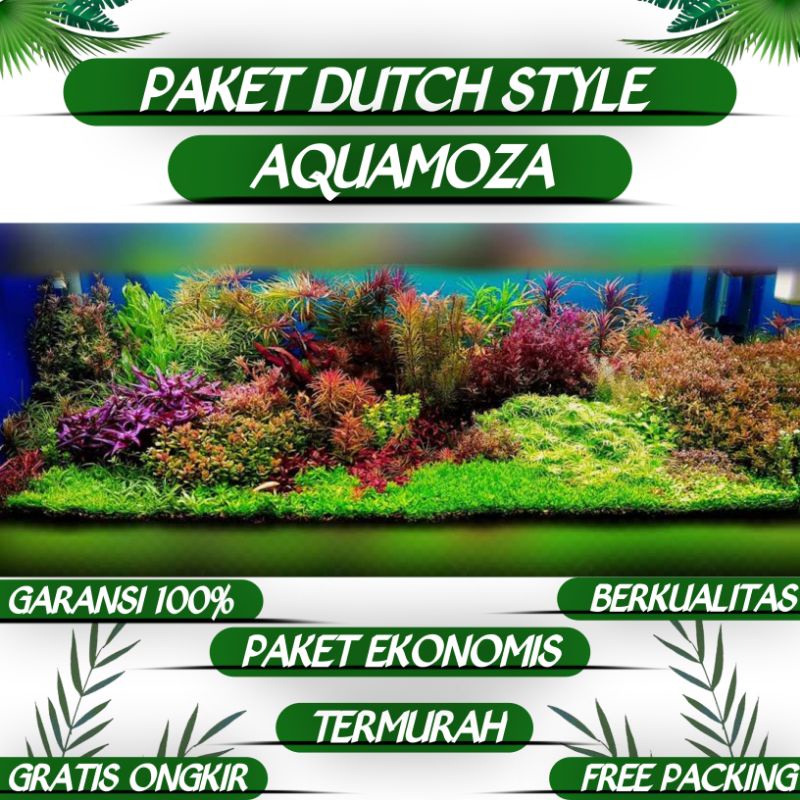 Jual PAKET TANAMAN AQUASCAPE DUTCH STYLE (TANAMAN AQUASCAPE) | Shopee ... Jual PAKET TANAMAN AQUASCAPE DUTCH STYLE (TANAMAN AQUASCAPE) | Shopee ...