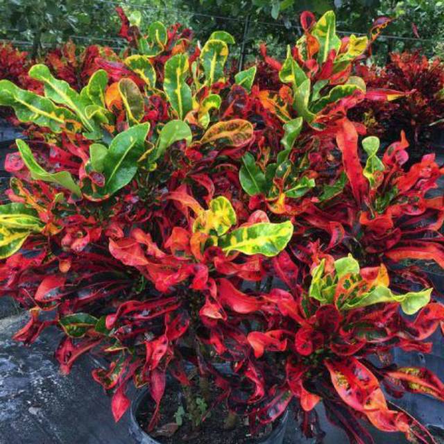 Jual Tanaman hias Puring / kroton / croton bor | Shopee Indonesia