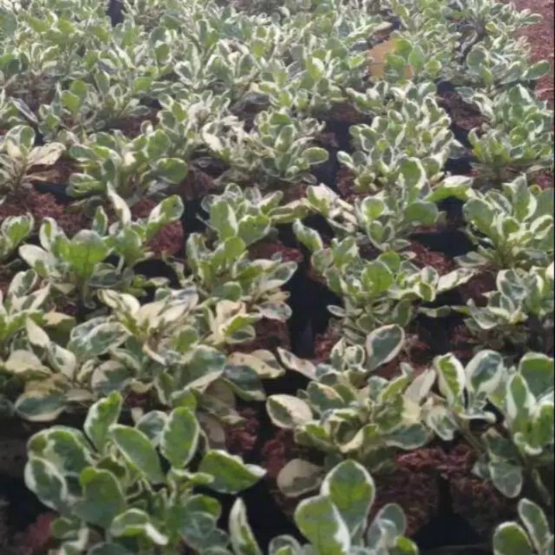 Jual TANAMAN HIAS KROKOT PUTIH KROKOT VARIEGATA | Shopee Indonesia