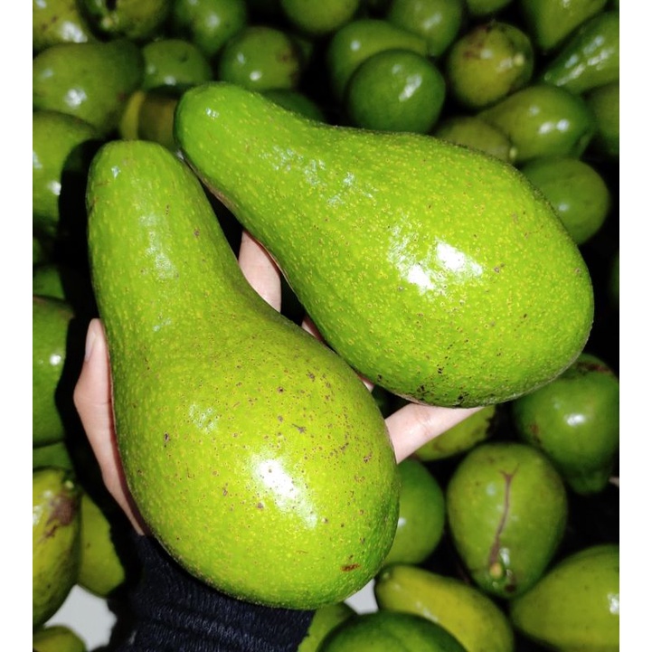 Jual ALPUKAT MENTEGA SUPER (sekilo isi 2-3 buah) harga 28.000 | Shopee ...