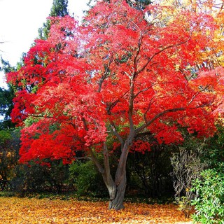 Jual Bibit Benih Biji Maple Jepang Merah Japanese Red Maple Inazuma isi ...