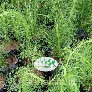 Jual Bibit tanaman pohon pagar elegant feather pohon adas hutan bibit ...