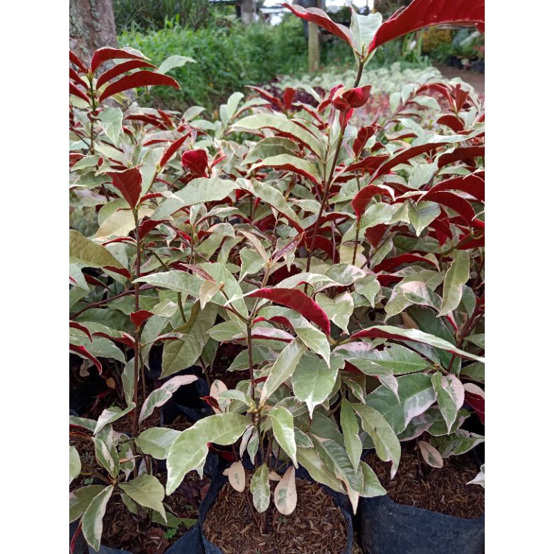 Jual tanaman hias sambang darah | Shopee Indonesia