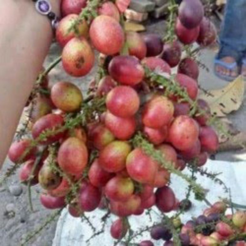 Jual bibit matoa merah unggul benih pohon tanaman buah di dalam pot ...