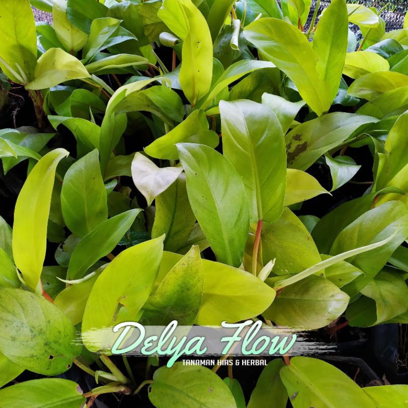 Jual tanaman hias philo lemon | Shopee Indonesia