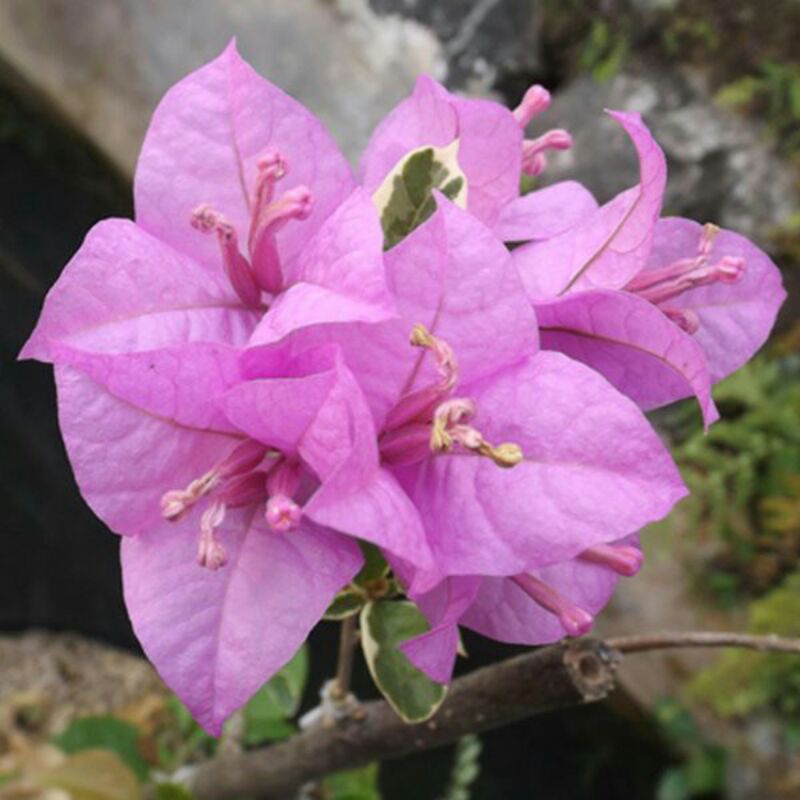 Jual tanaman bugenvil bunga pink,kembang kertas | Shopee Indonesia