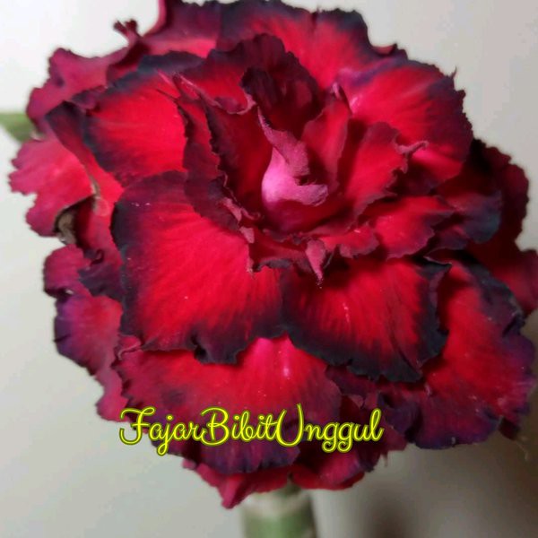 Wajib Tahu! Gambar Bunga Kamboja Warna Hitam yang Wajib Diketahui ...