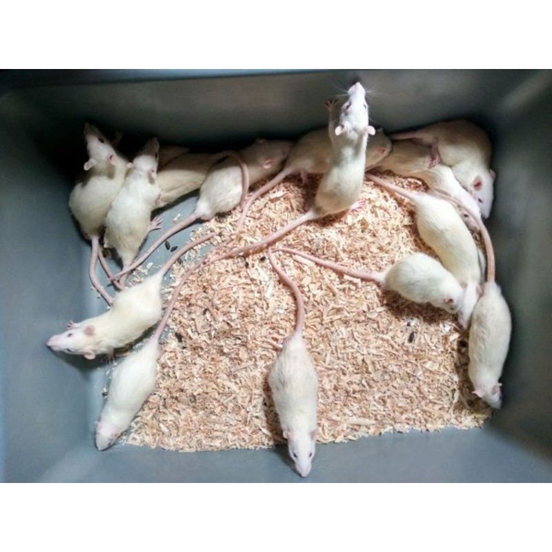 Jual Tikus Putih Mencit (medium) Indonesia|Shopee Indonesia