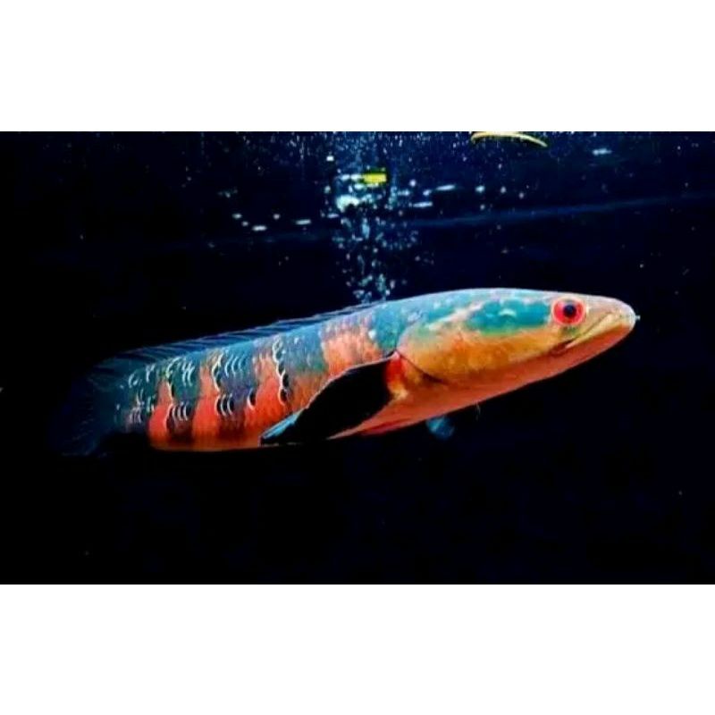 Jual RED BARITO 7-9CM | Shopee Indonesia