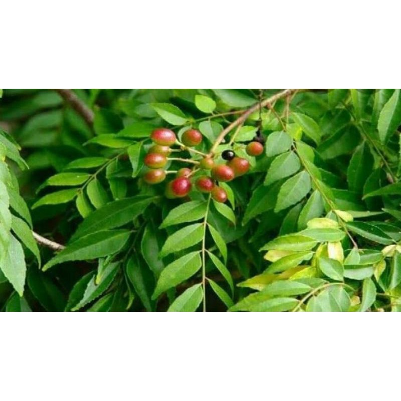 Jual Pohon Daun kari/Pohon daun Salam Koja Indonesia|Shopee Indonesia