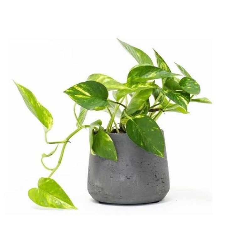 Jual Tanaman Hias Sirih Gading Kuning / Sirih Belanda Kuning | Shopee ...