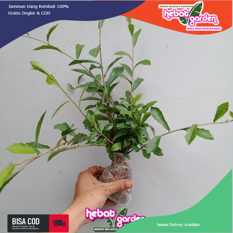 Jual Lee kwan yew - Janda merana- Tanaman Tirai | Shopee Indonesia