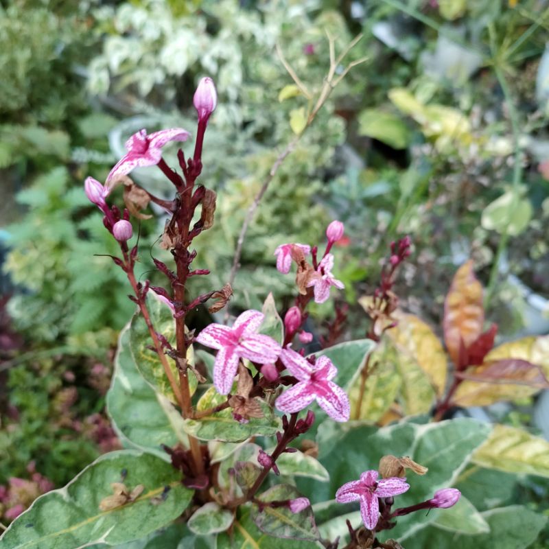 Jual Melati jepang merah (Khusus P.Jawa dan Bali) | Shopee Indonesia