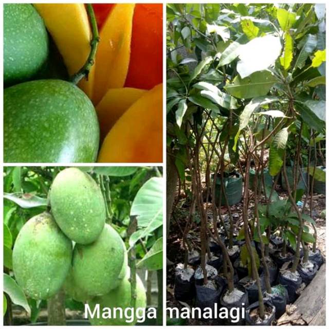 Bibit mangga manalagi | Shopee Indonesia