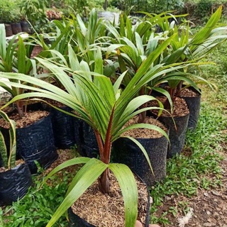 Jual tanaman palem botol pohon palem botol merah pohon palm botol ...