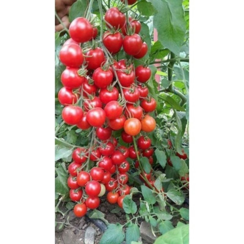 Jual benih sayur tomat ceri merah RED CERY 5btr(REPACK) | Shopee Indonesia