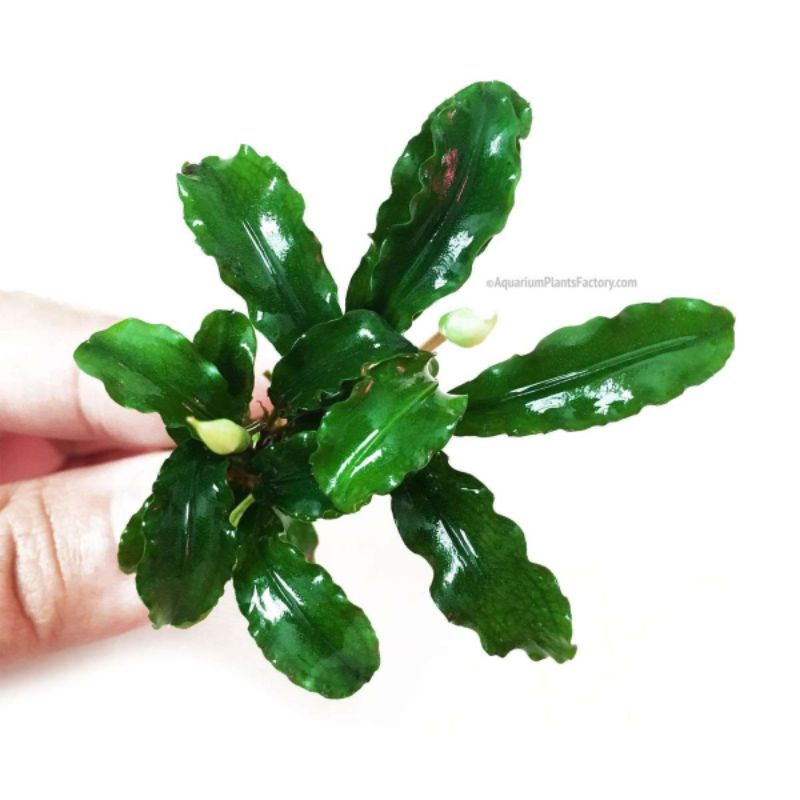 Jual Bucephalandra sp buce mini tanaman aquascape tanaman air aquarium ...