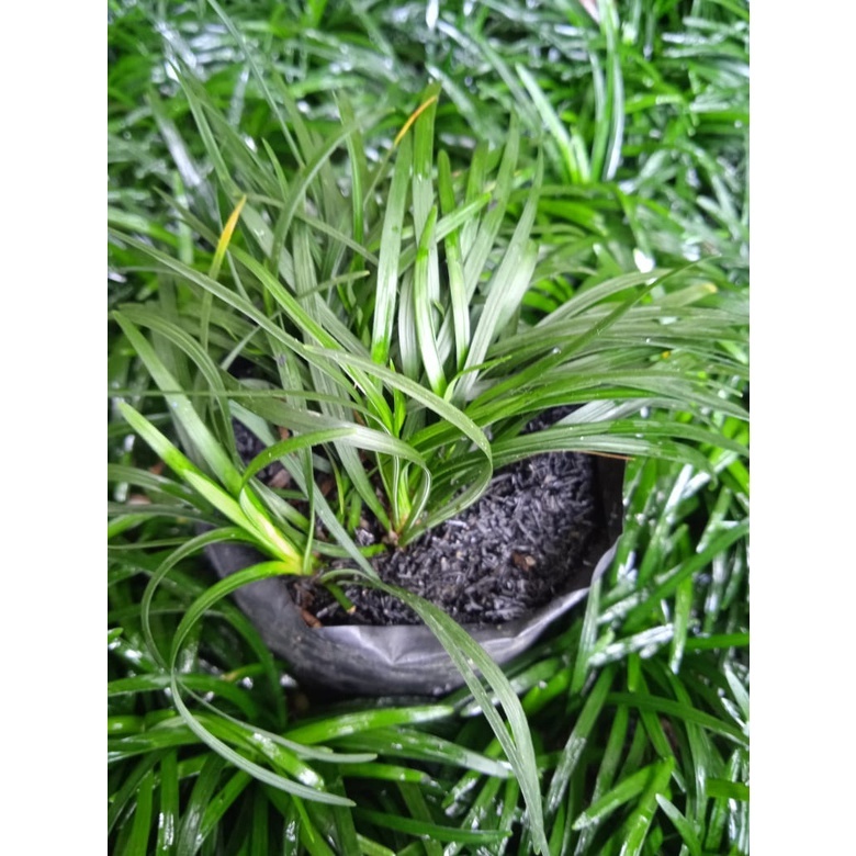 Jual Paket 20 pohon Tanaman Hias Kucai Mini Rumput Kucai Mini | Shopee ...