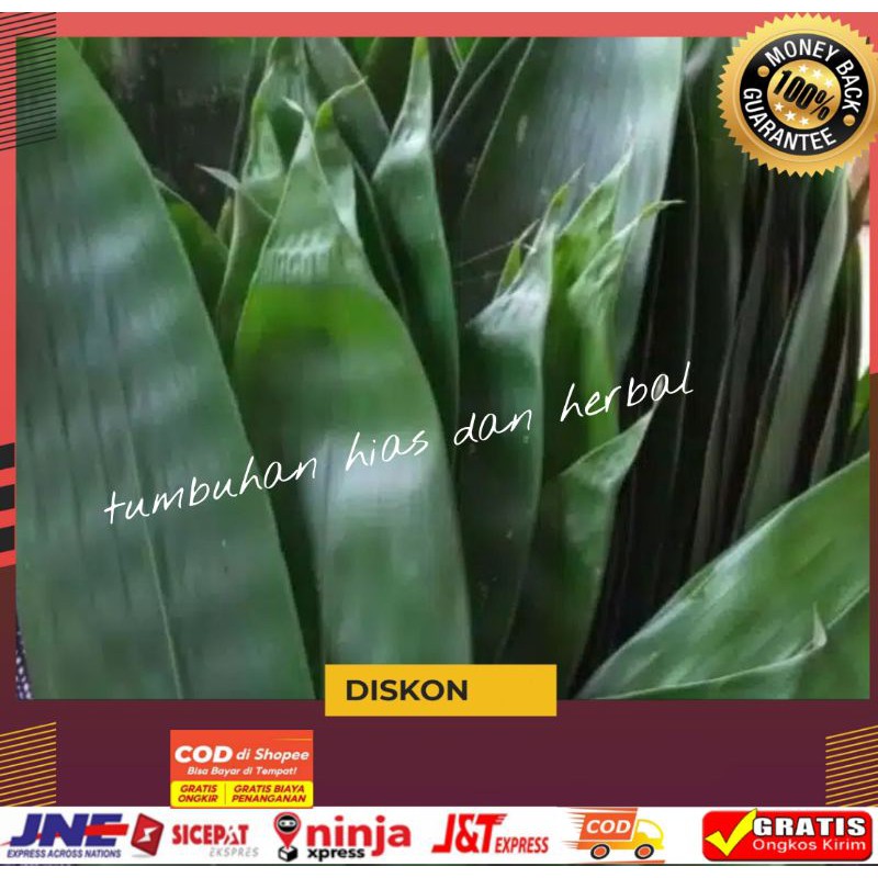 Jual Daun Bambu/Daun Bacang/Daun Bakcang/Daun Kicang 100Lembar | Shopee ...