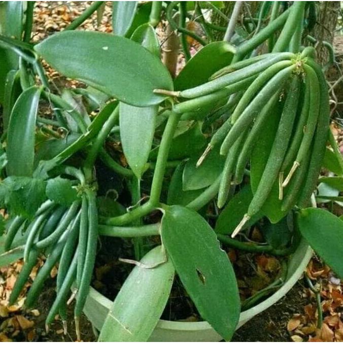 Jual Sale Bibit Stek Batang Pohon Panili Paneli Vanili Vanilla Unggul ...