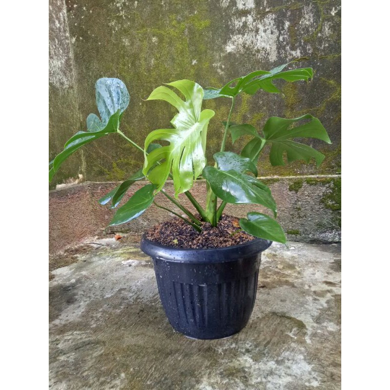 Jual monstera king | Shopee Indonesia